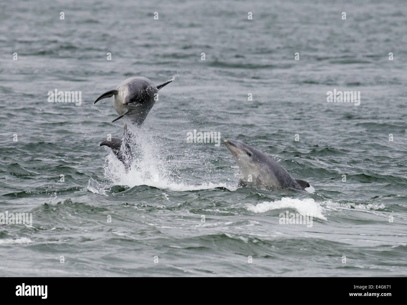 Bottlenose Dolphin breaching at Chanonry Point, Scotland Stock Photo ...