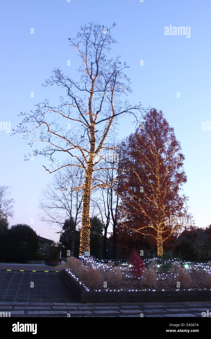 Beautiful illuminated tree in night Stock Photo - Alamy