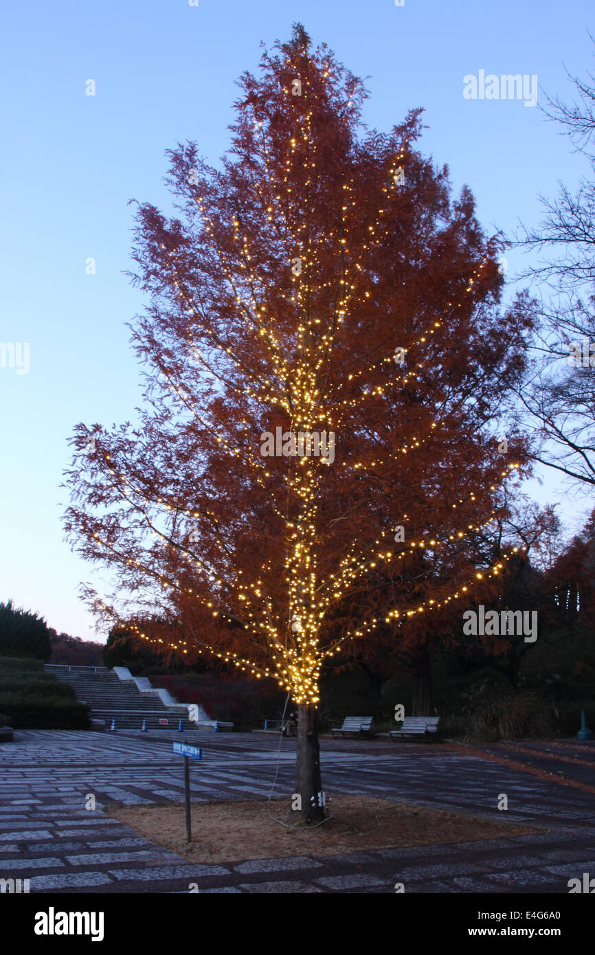 Beautiful illuminated tree in night Stock Photo - Alamy