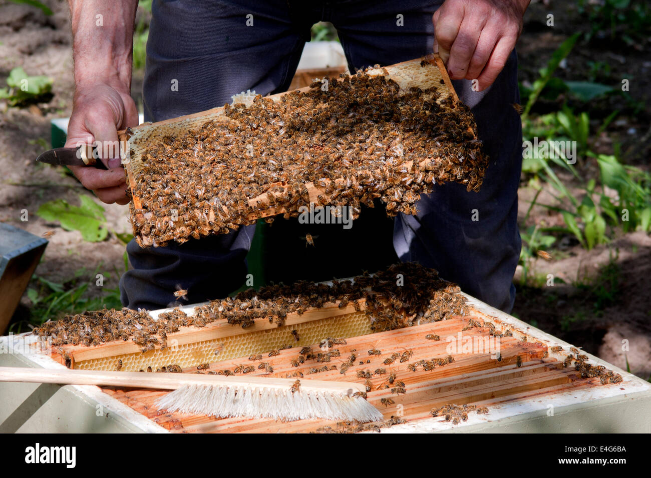 Nordic Bee High Resolution Stock Photography and Images - Alamy