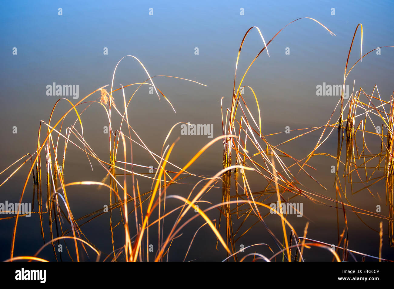 Cattail grass hi-res stock photography and images - Alamy