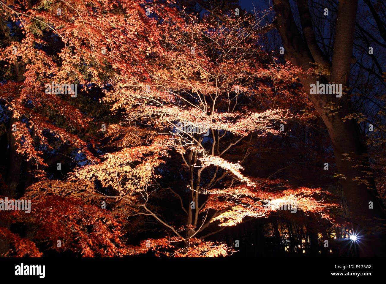 night Japanese red maple tree Stock Photo - Alamy
