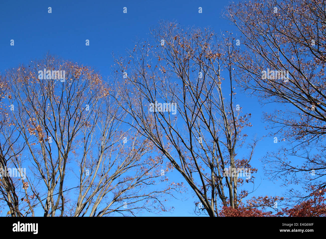 autumn tree background in japan, saitama, Japan Stock Photo - Alamy