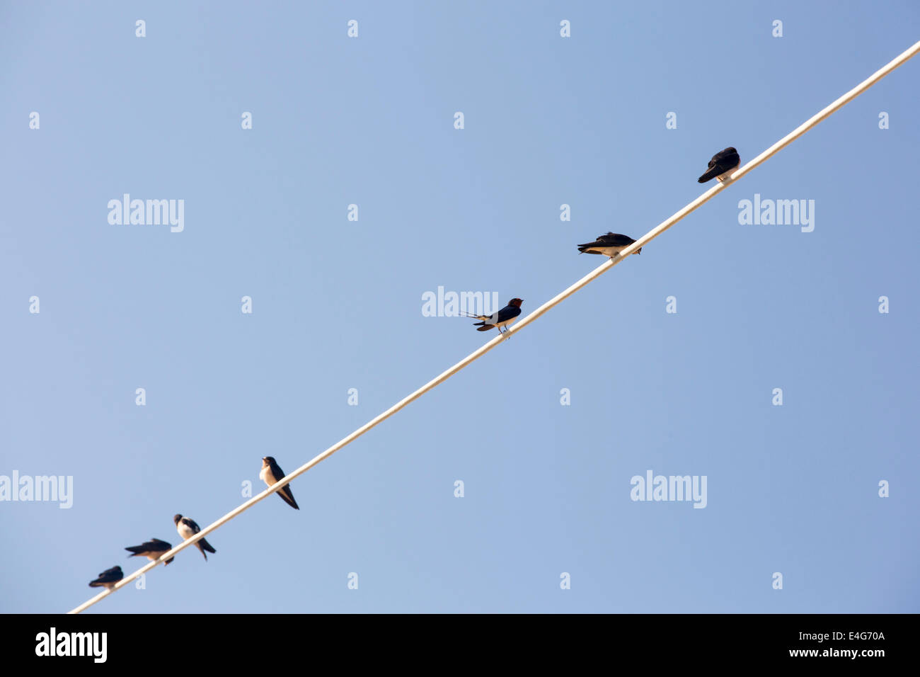 Hirundine hi-res stock photography and images - Alamy