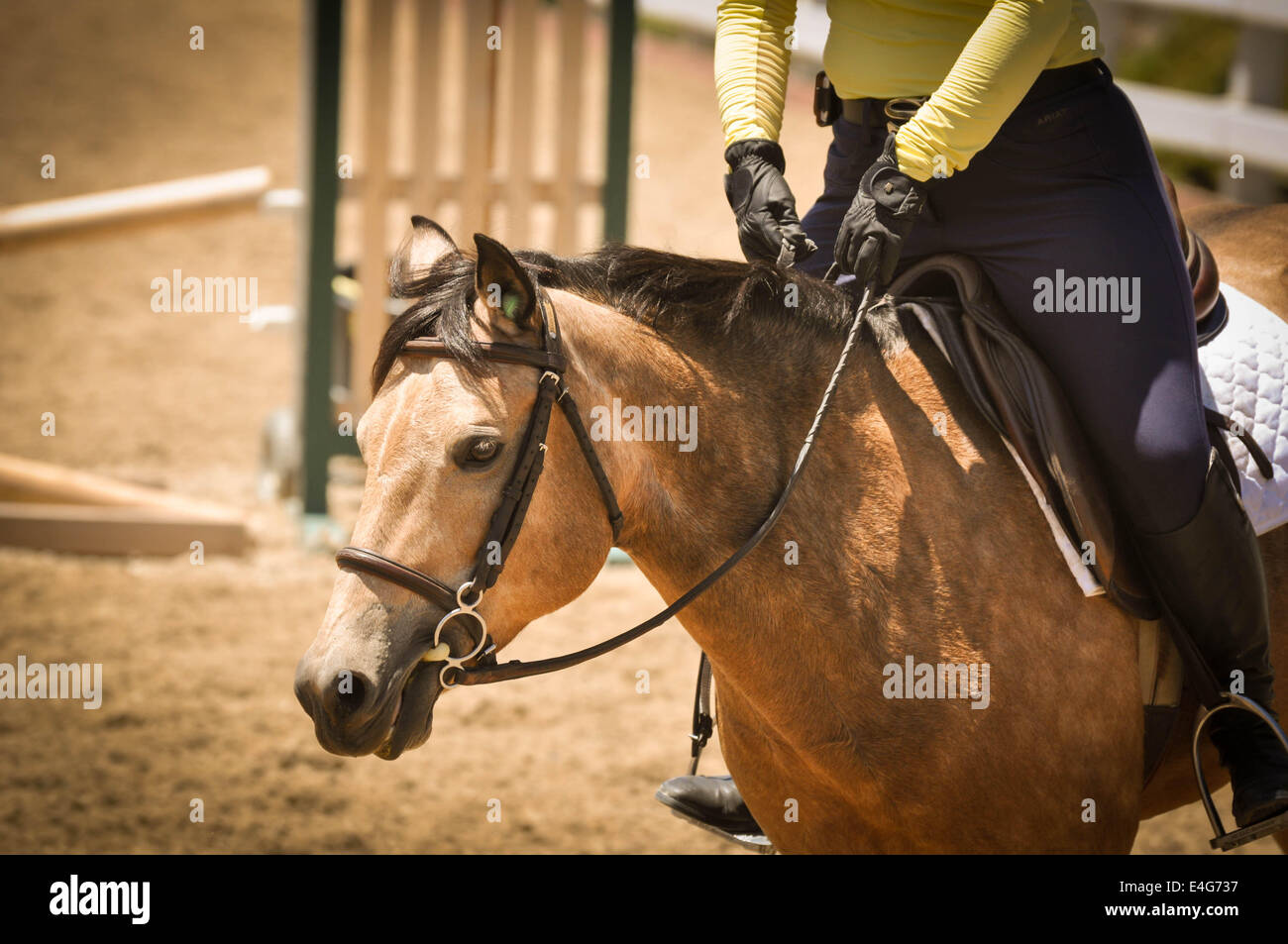 A Horse being ridden Stock Photo - Alamy