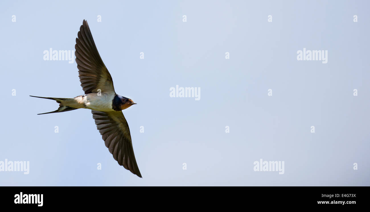 Hirundo rustica hi-res stock photography and images - Alamy
