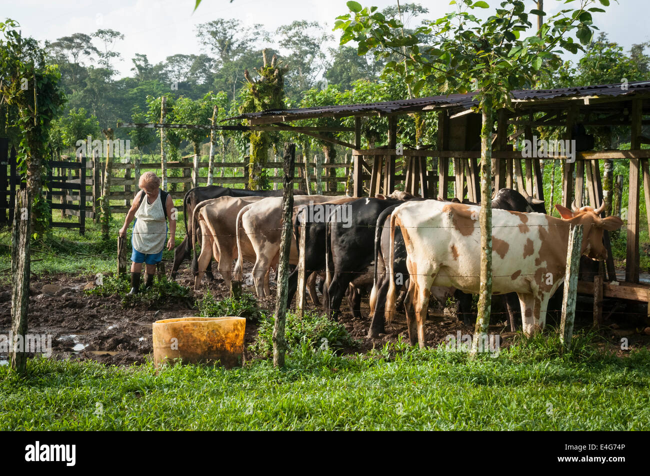 Senior woman farming, on a small farm of Costa-Rica, Central America ...