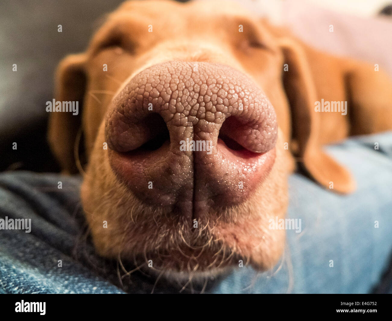 Dog's Nose (Chesapeake Bay Retriever Stock Photo - Alamy