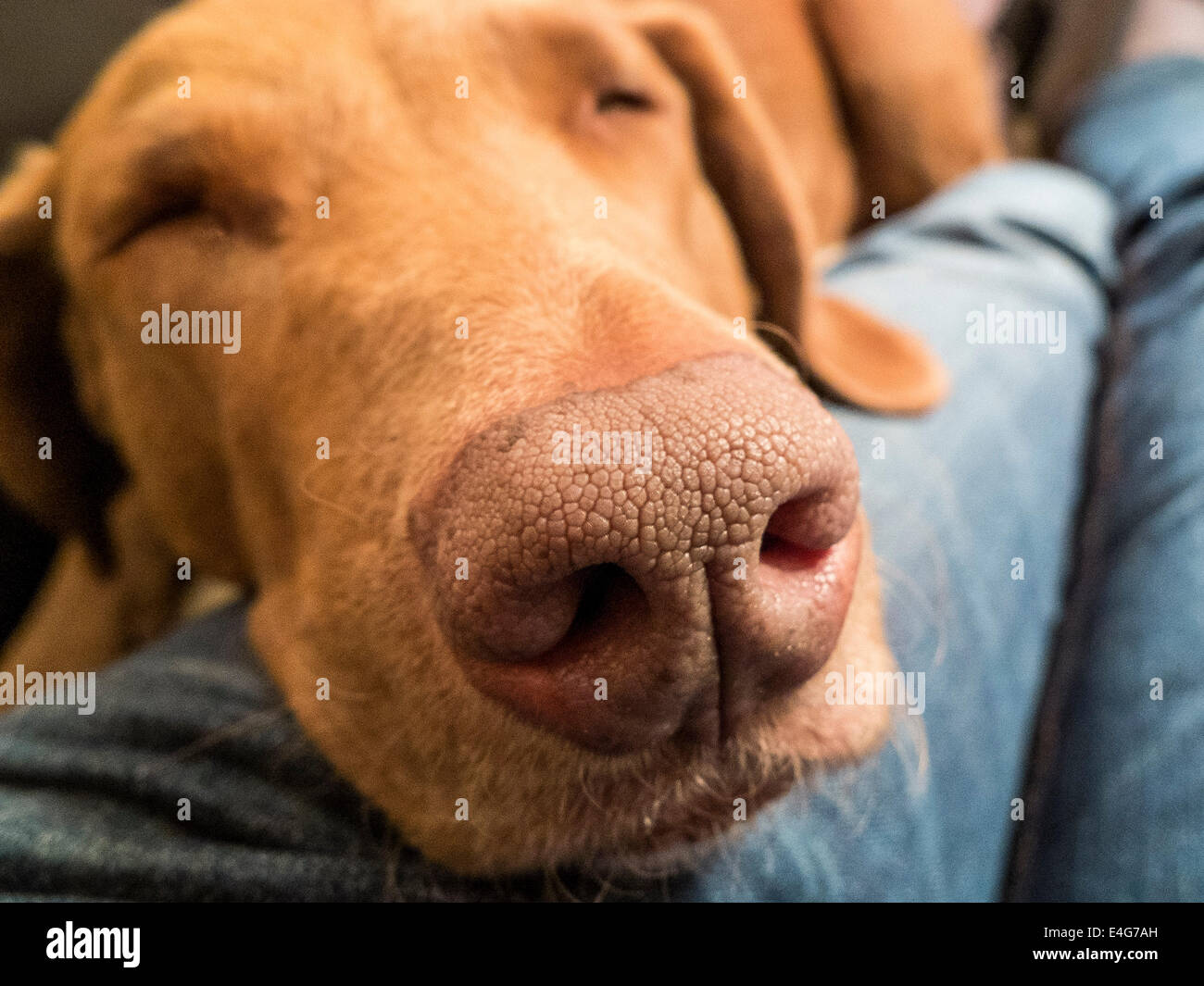 Side view dachshund puppy isolated hi-res stock photography and images ...