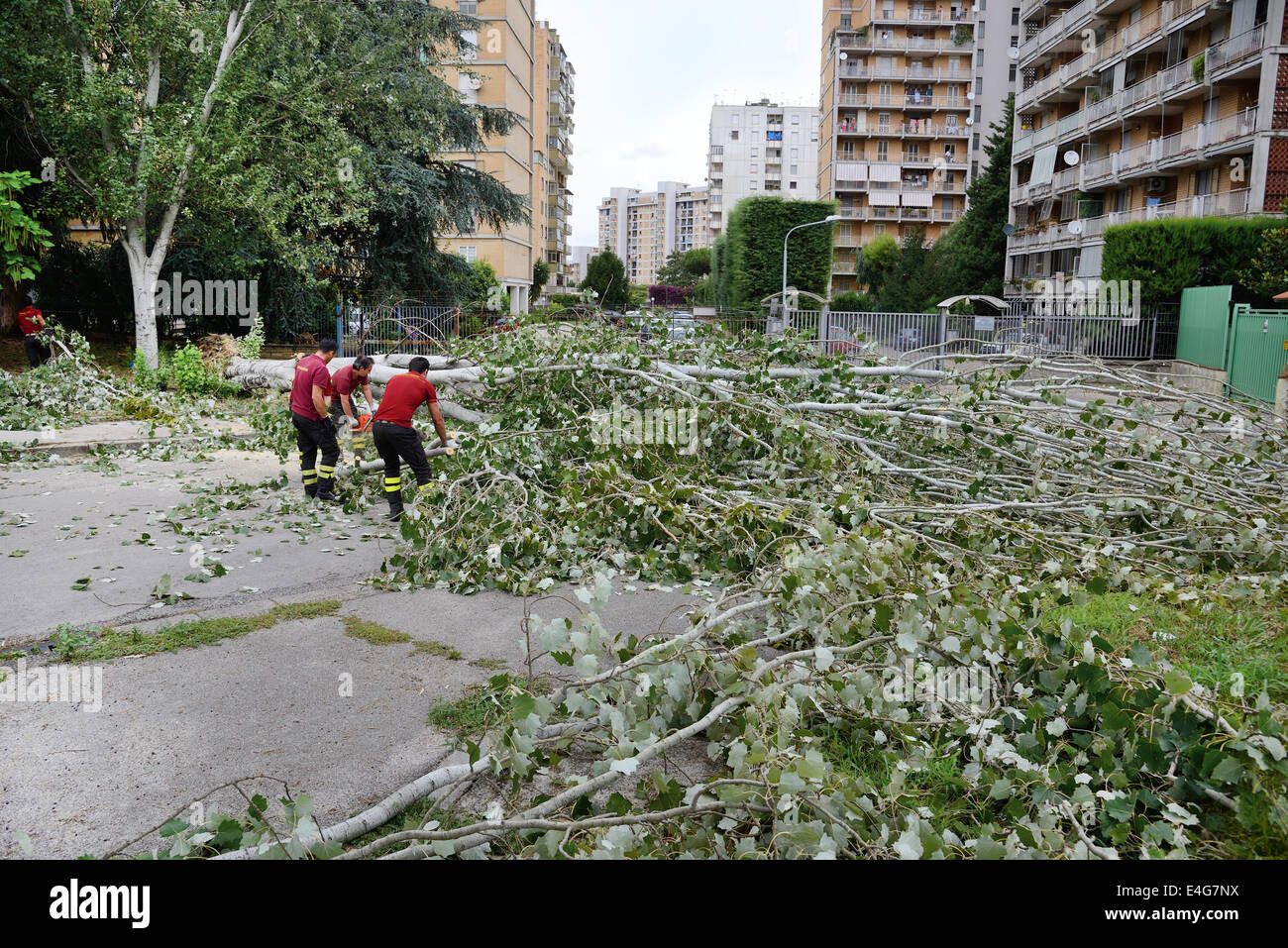 collapse of large trees, due to the bad weather Stock Photo - Alamy