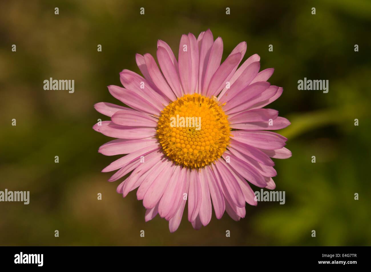 Wandering daisy hi-res stock photography and images - Alamy