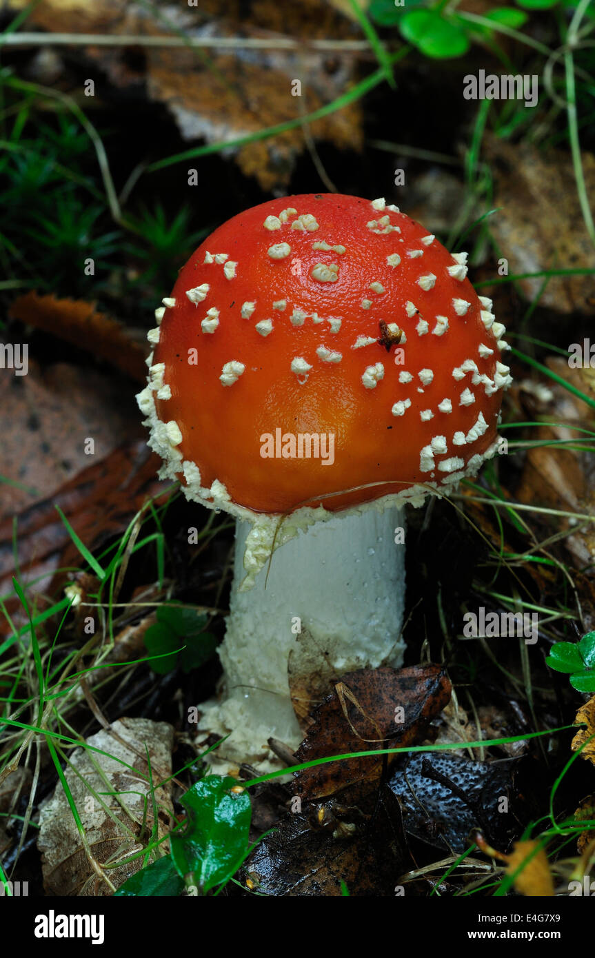 One fly agaric toadstool UK Stock Photo - Alamy
