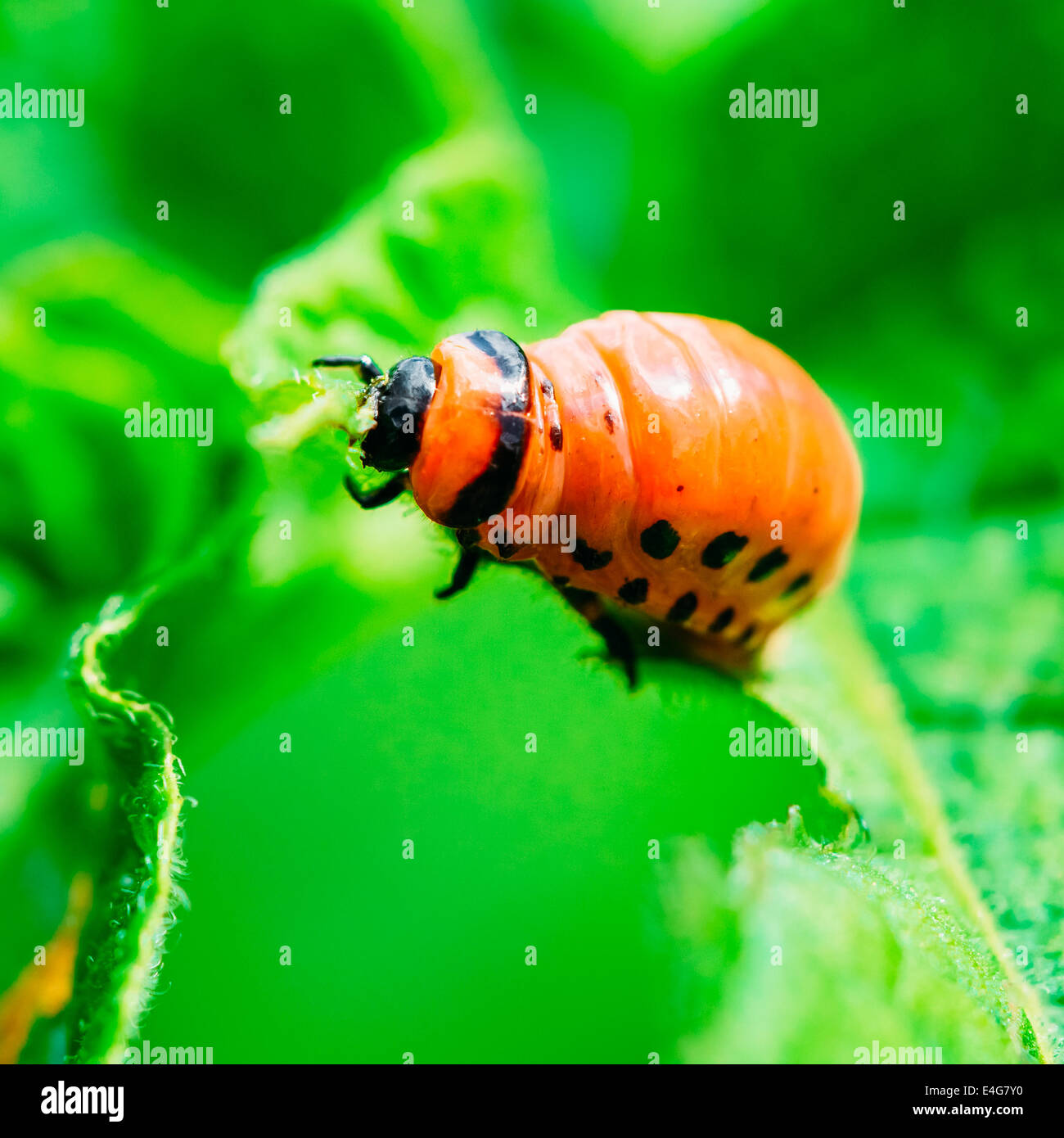 Potato pest hi-res stock photography and images - Alamy