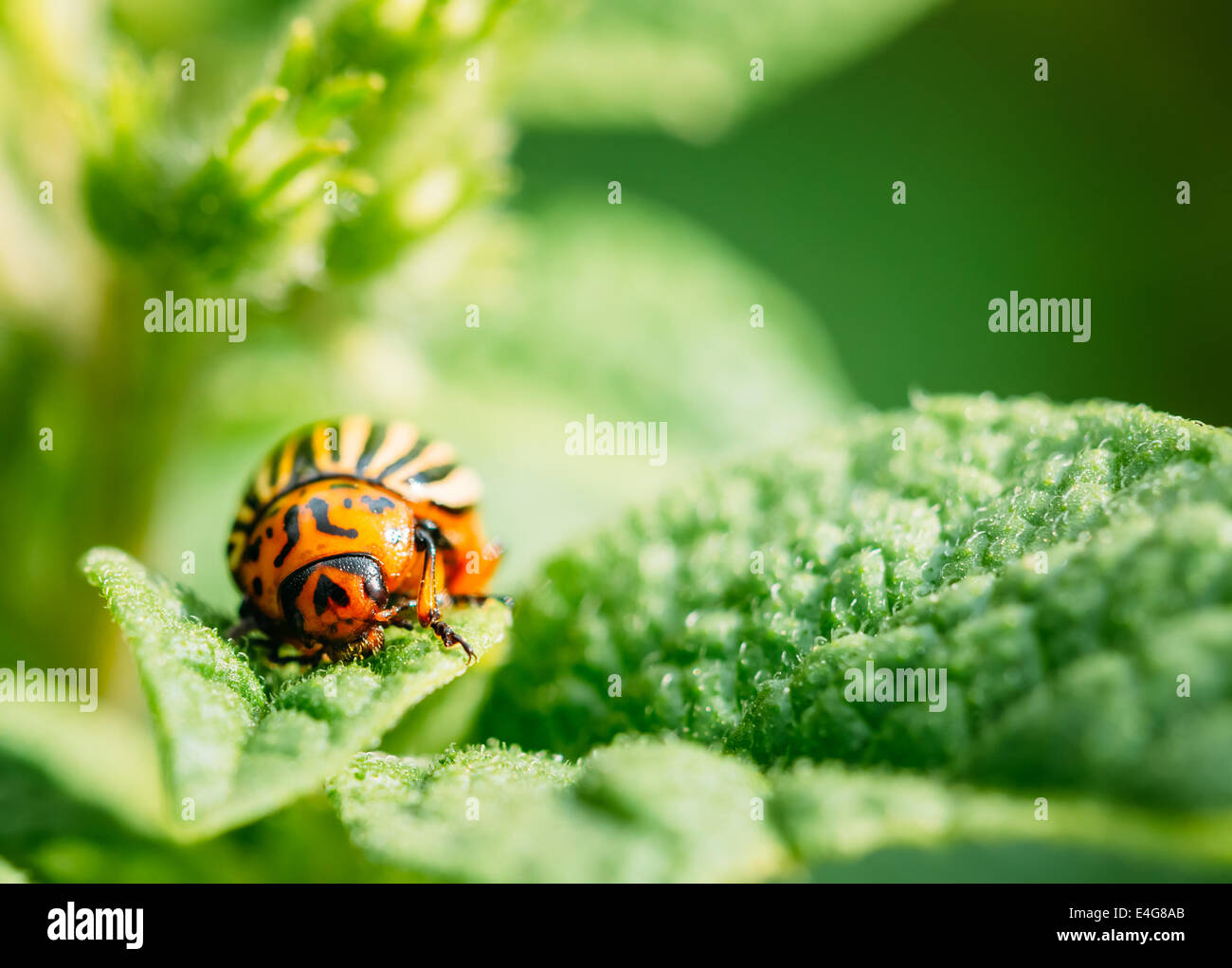 The Colorado potato striped beetle (Leptinotarsa decemlineata) is a ...