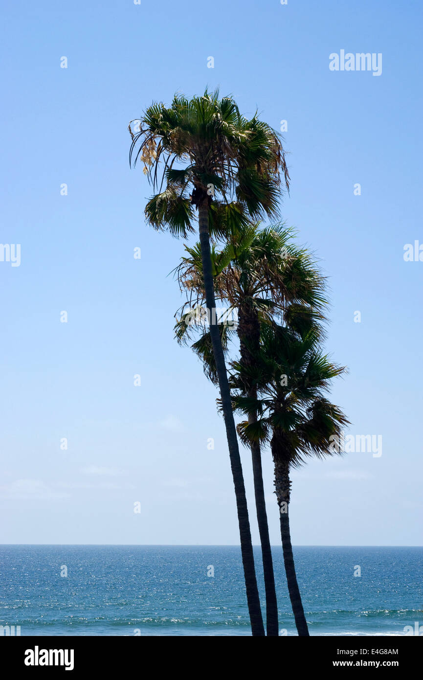 Three palm trees and ocean Stock Photo - Alamy