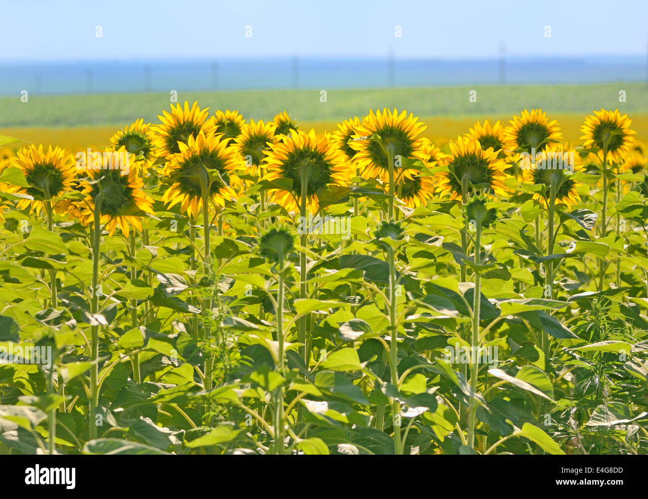 Filed of sunflowers seen from behind Stock Photo - Alamy