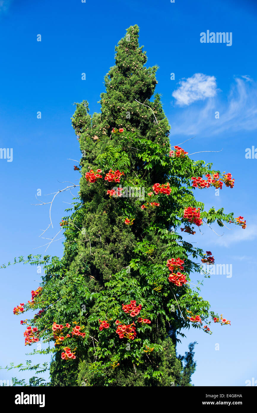 Red flowers in a conifer tree in Sivota, Greece Stock Photo - Alamy