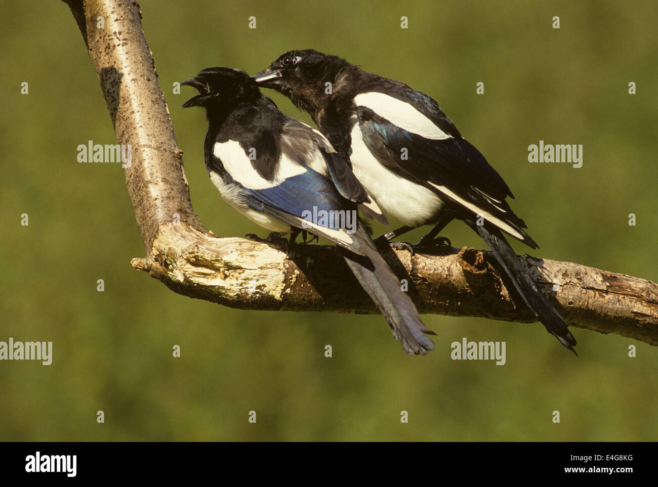 Magpies uk hi-res stock photography and images - Alamy