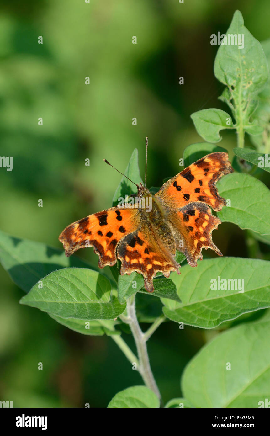 Comma image hi-res stock photography and images - Alamy