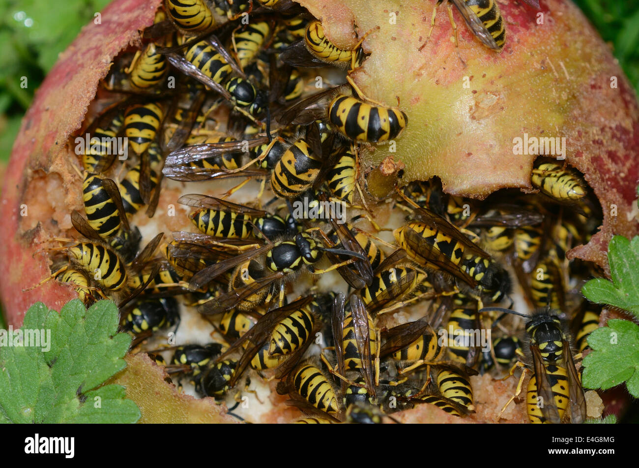 Wasps hi-res stock photography and images - Alamy