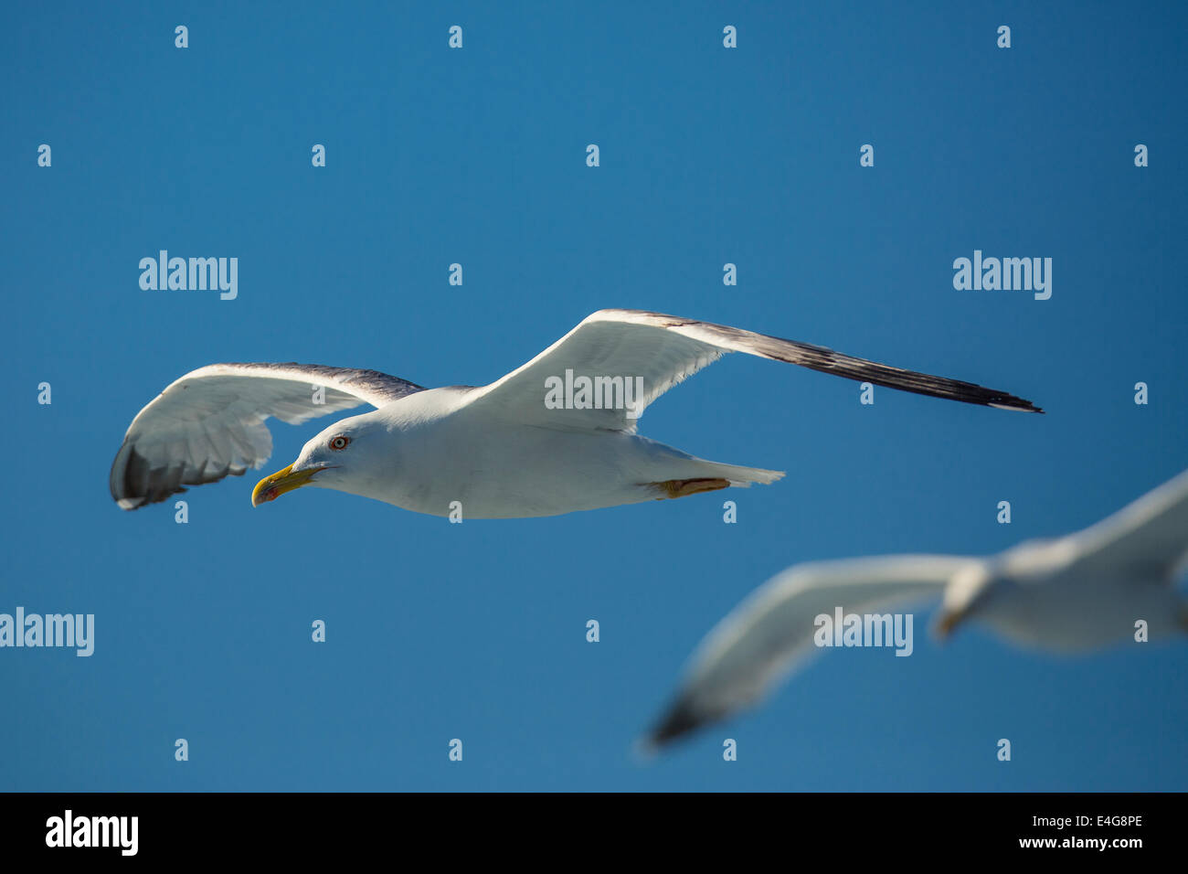 Two seagulls flying against blue sky Stock Photo - Alamy