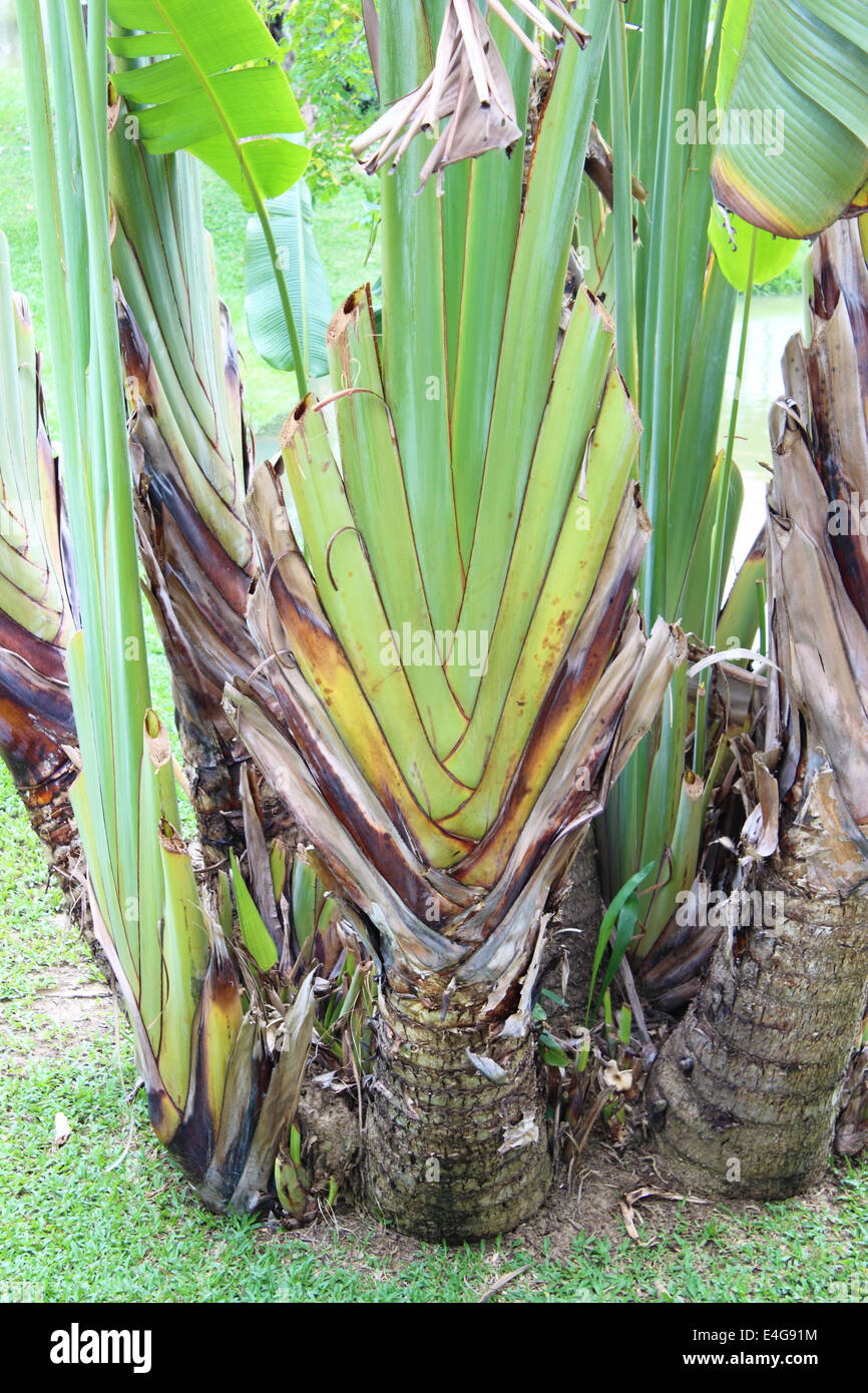 Travelers palm tree hi-res stock photography and images - Alamy