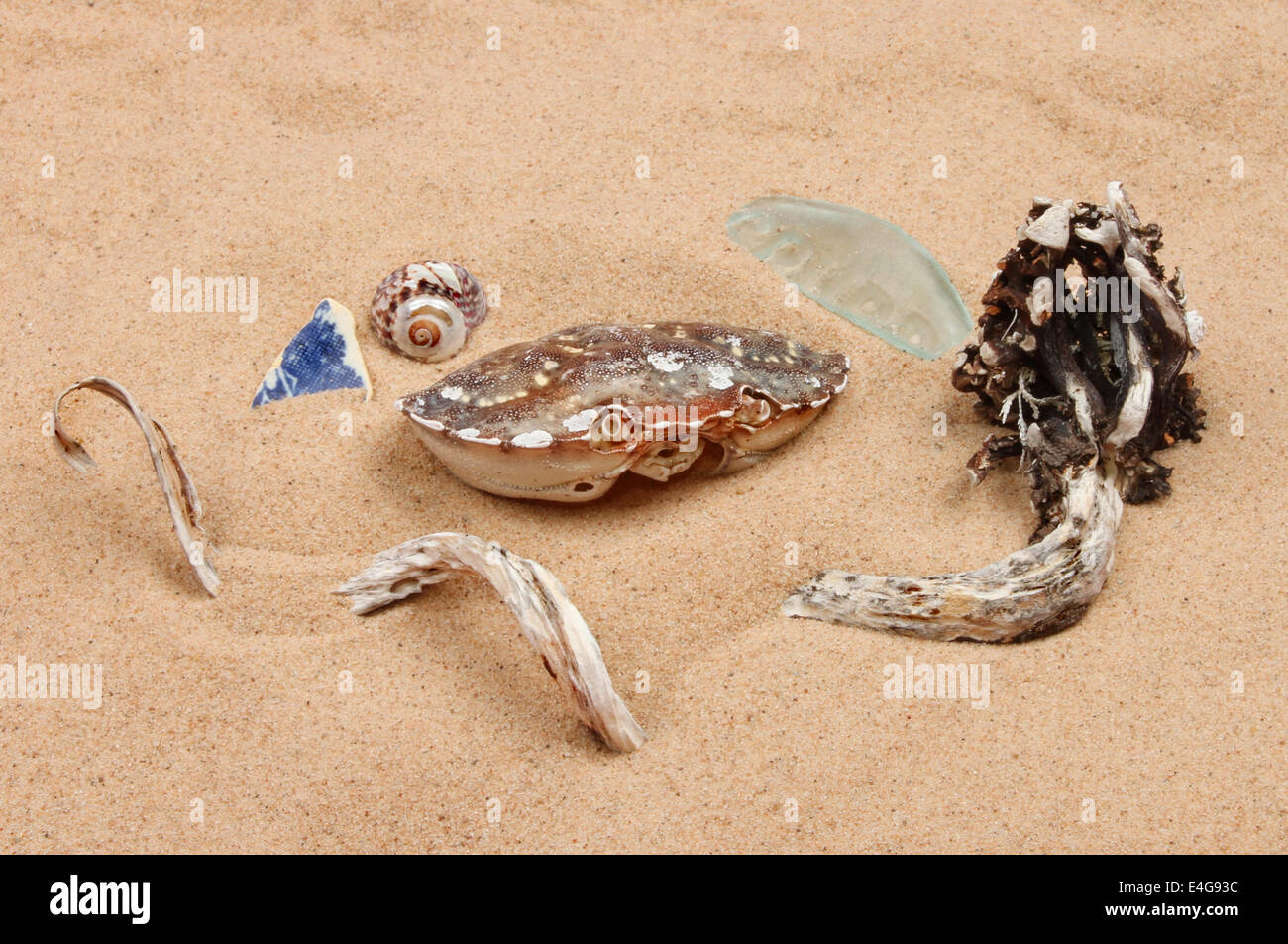 Shells A Crab On Beach