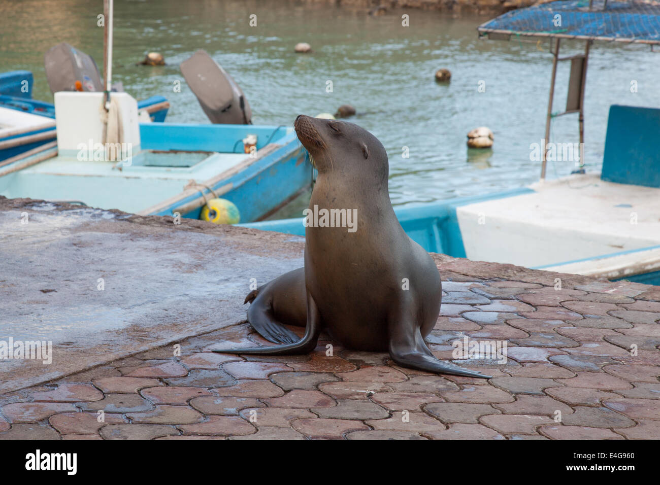 Lew morski hi-res stock photography and images - Alamy