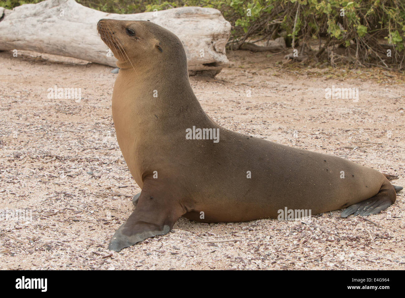 Lew morski hi-res stock photography and images - Alamy