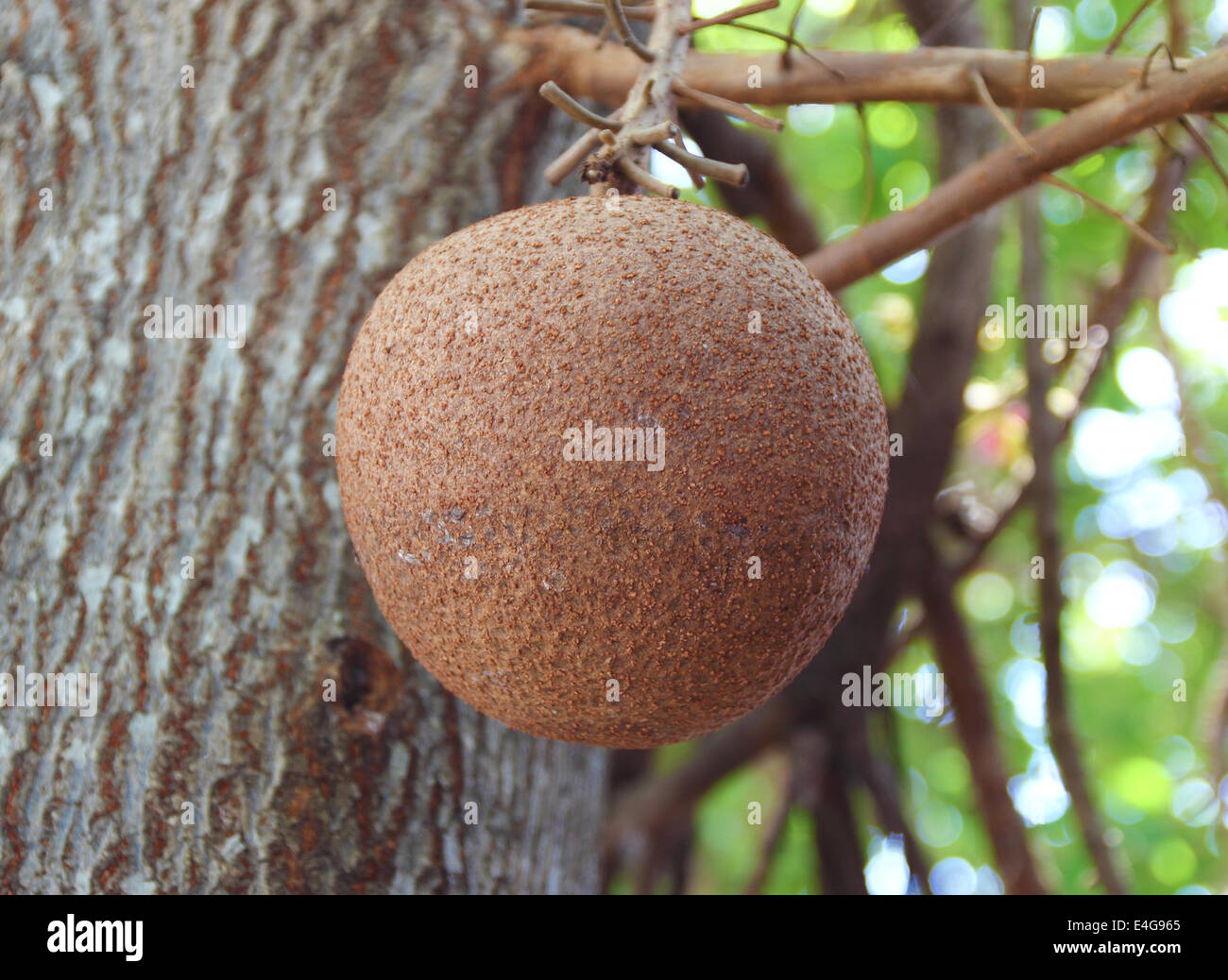 Cannonball plant hi-res stock photography and images - Alamy