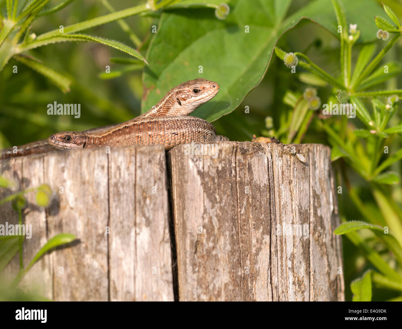 A pair of common or viviparous lizards ( Lacerta vivipara ) rest on the top of a fence post to ...