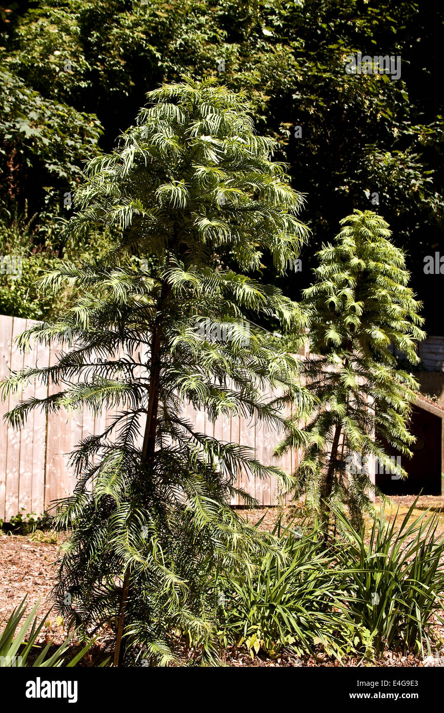 Wollemia tree hi-res stock photography and images - Alamy