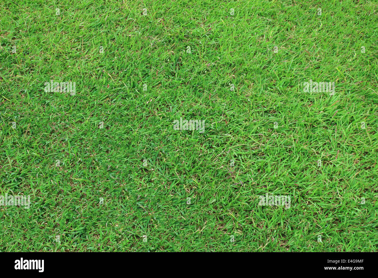 Grass texture top view hi-res stock photography and images - Alamy