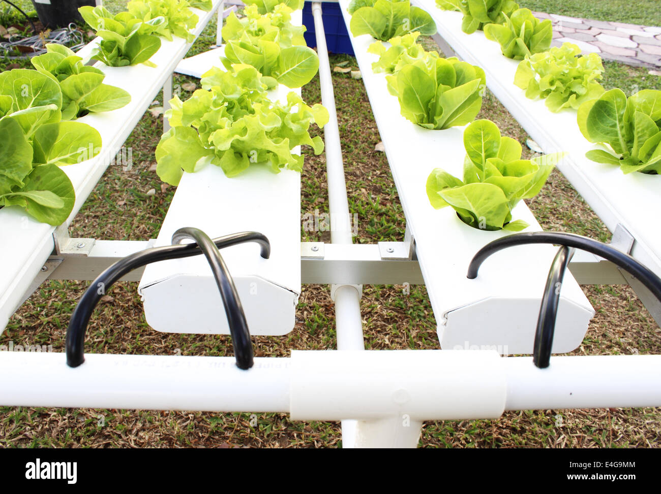 Organic vegetable farm Stock Photo - Alamy