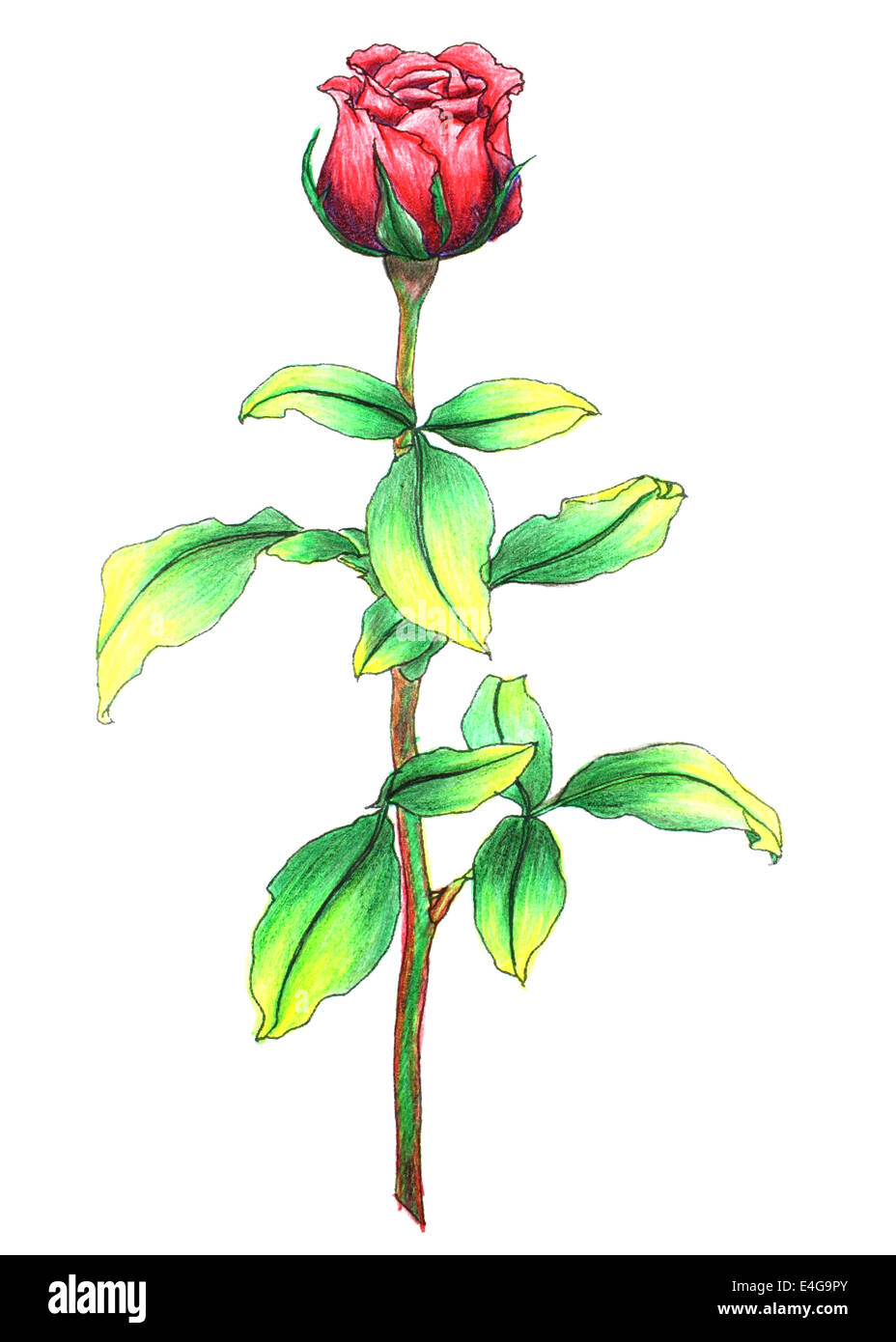 Rose doodle Cut Out Stock Images & Pictures - Alamy