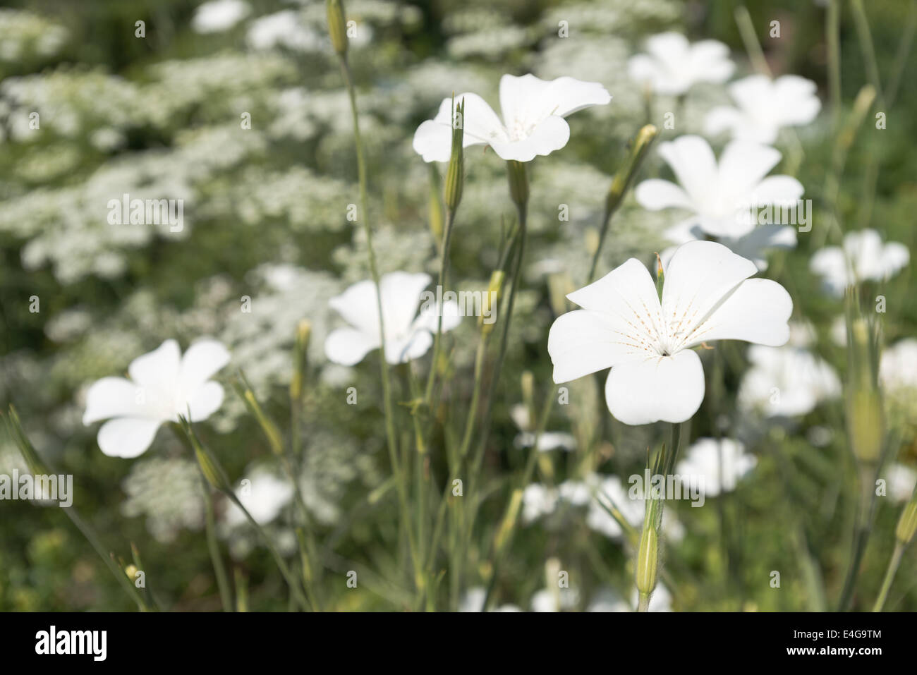 Agrostemma ocean pearl hi-res stock photography and images - Alamy