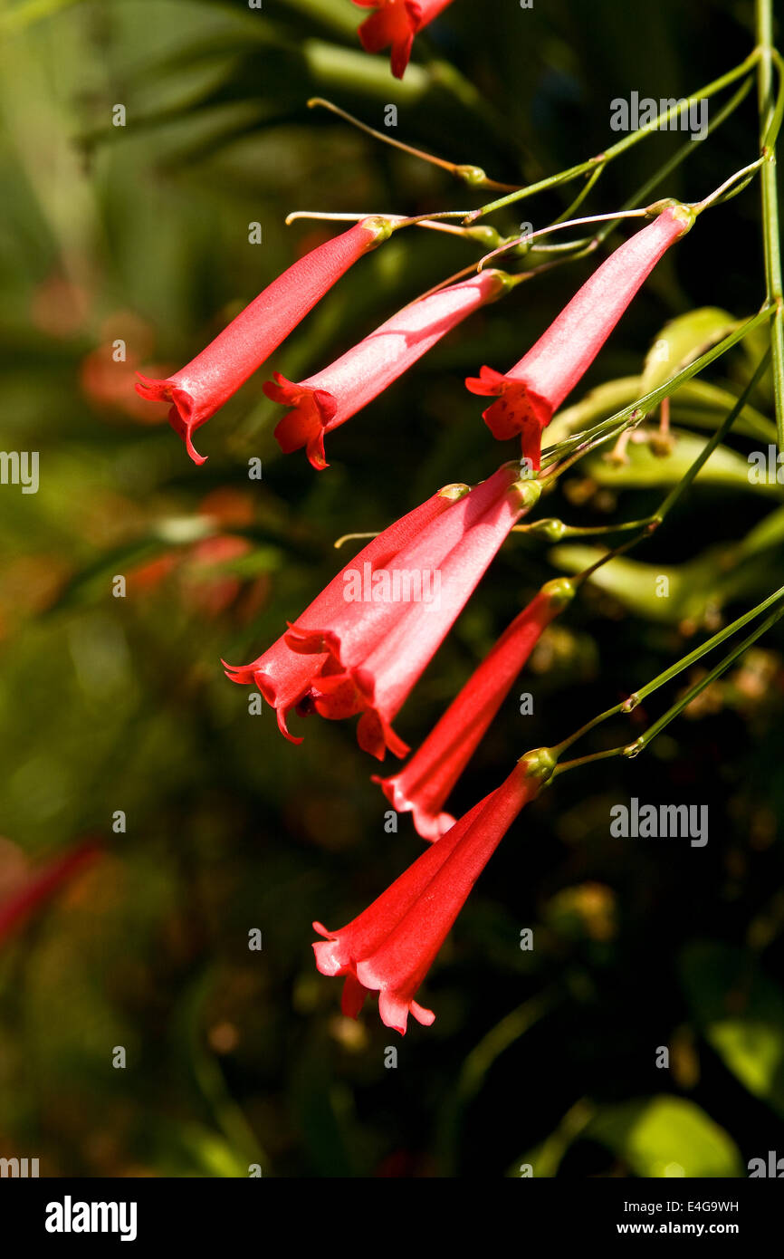 Firecracker Russelia Equisetiformis plant inside the greenhouse at ...