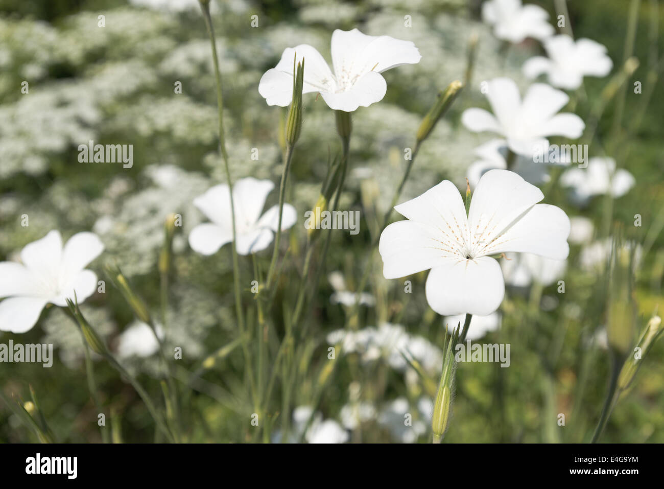 Normally cultivated as annual hi-res stock photography and images - Alamy
