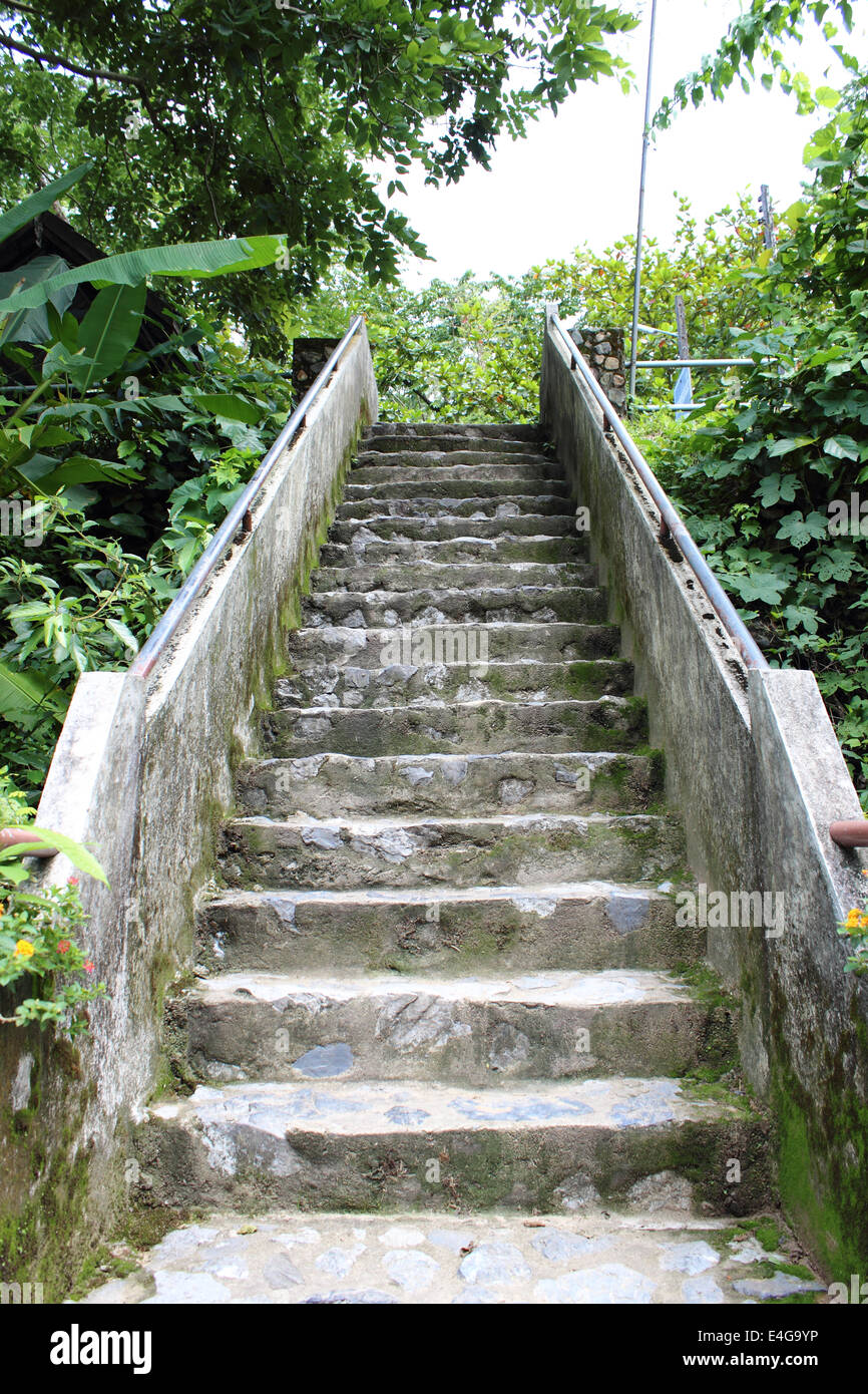Stairs in the forest hi-res stock photography and images - Alamy