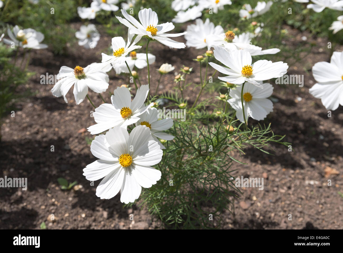 lovely delicate flowerbed arrangement of Cosmos bipinnatus Sonata White ...