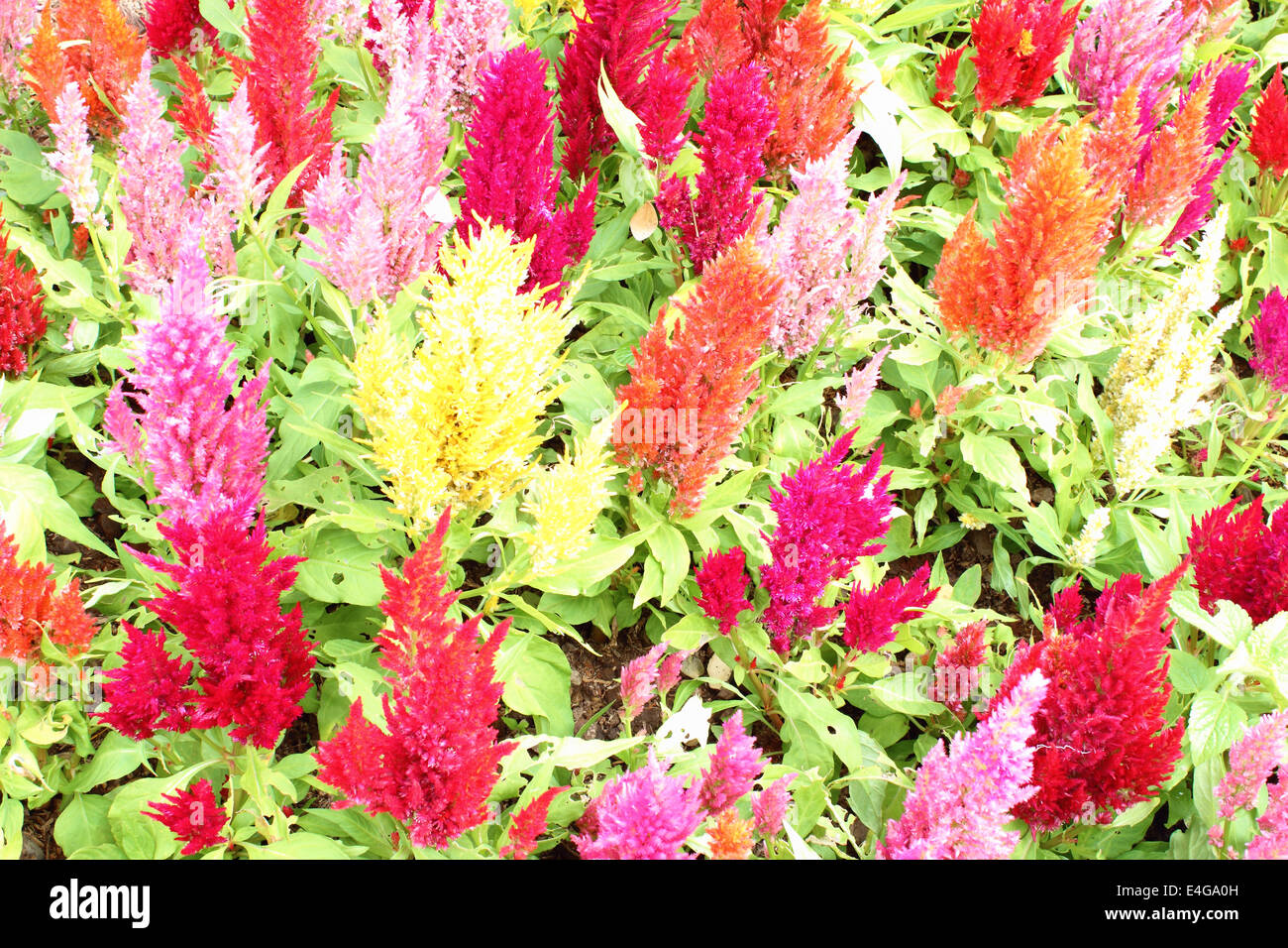 Colorful cockscomb flowers, cockscomb flowers Stock Photo - Alamy