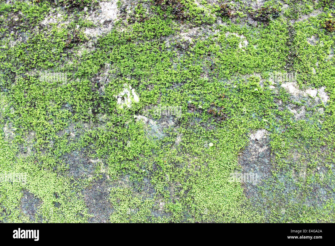 Algae damp wall hi-res stock photography and images - Alamy