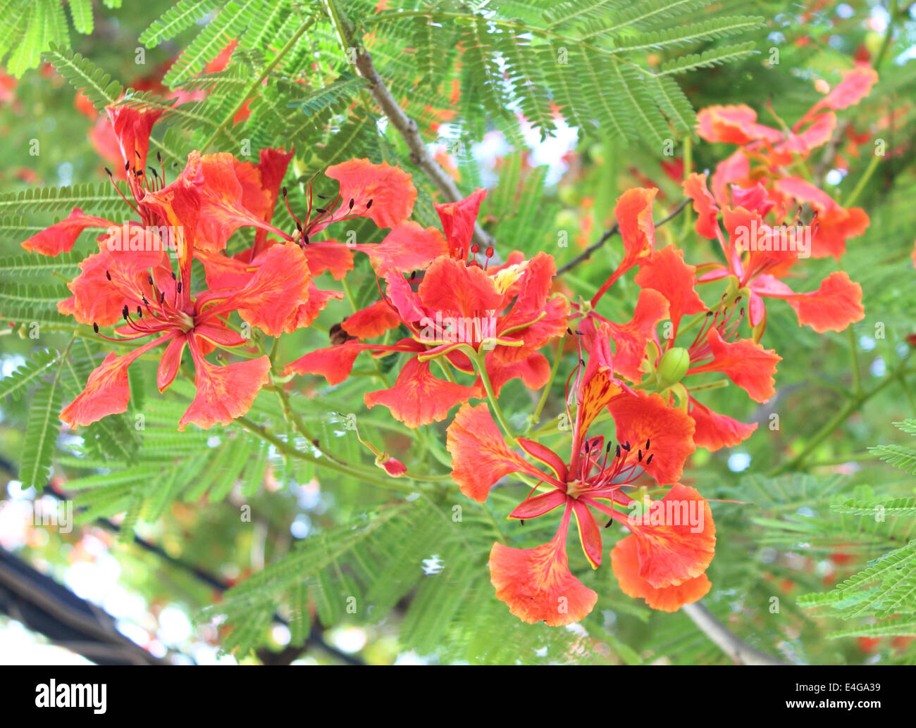 Peacock Flower Tree