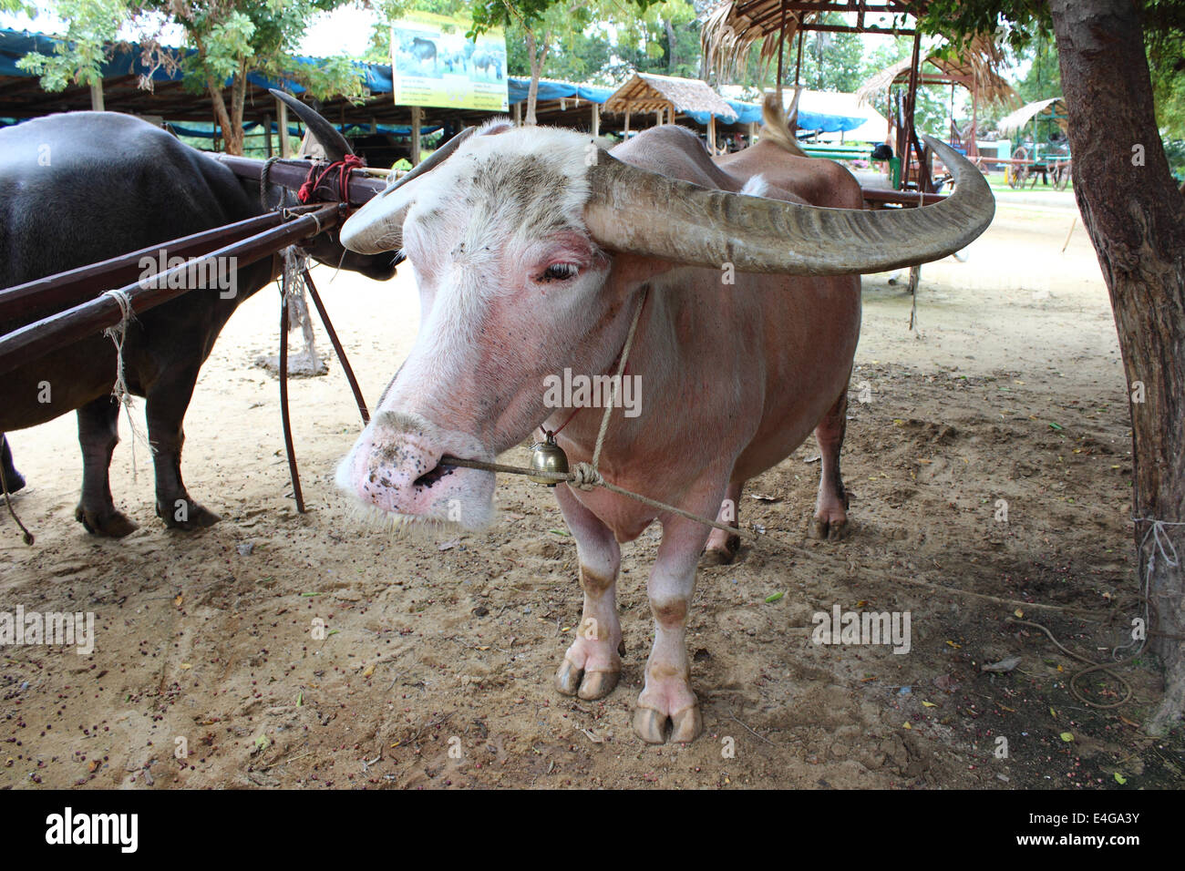 Albino buffalo hi-res stock photography and images - Alamy