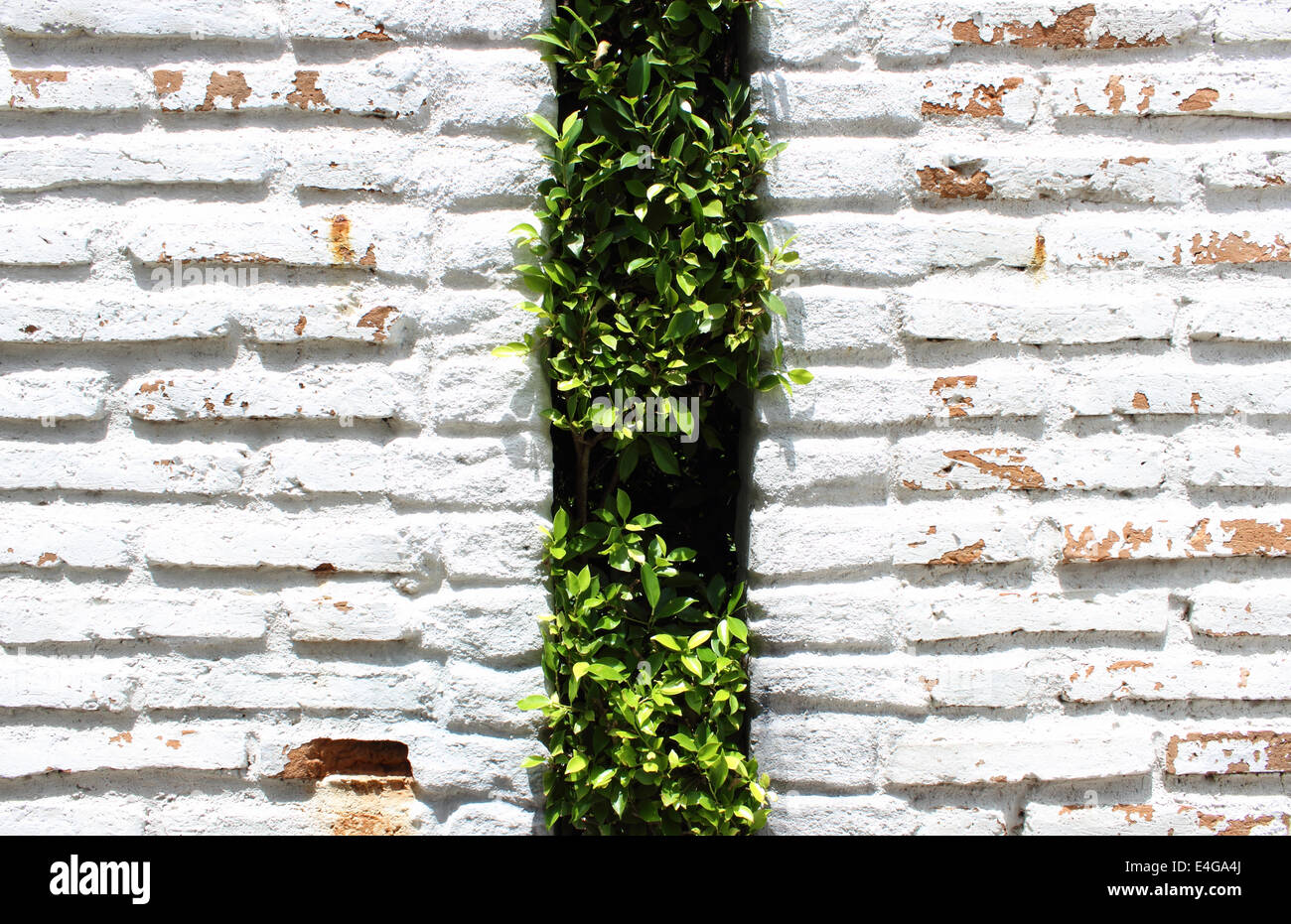 Old brick wall leaves hi-res stock photography and images - Alamy