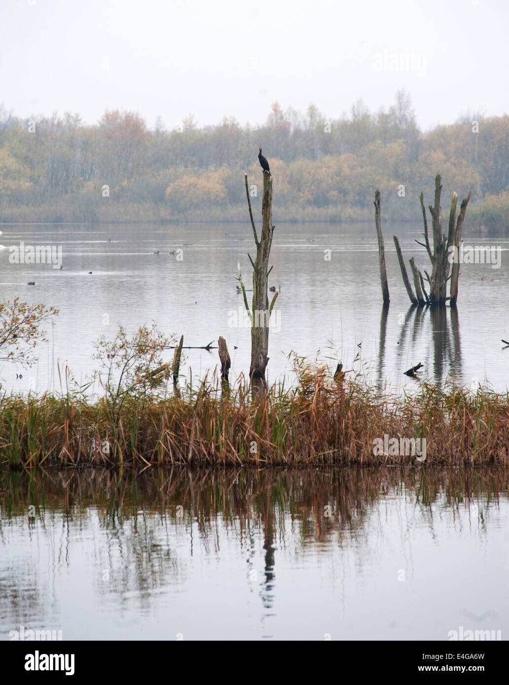 Trees with birds hi-res stock photography and images - Alamy