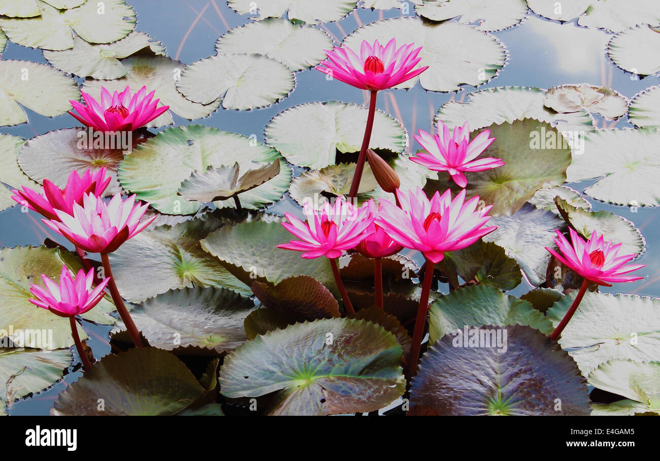 White lotus on river hi-res stock photography and images - Alamy