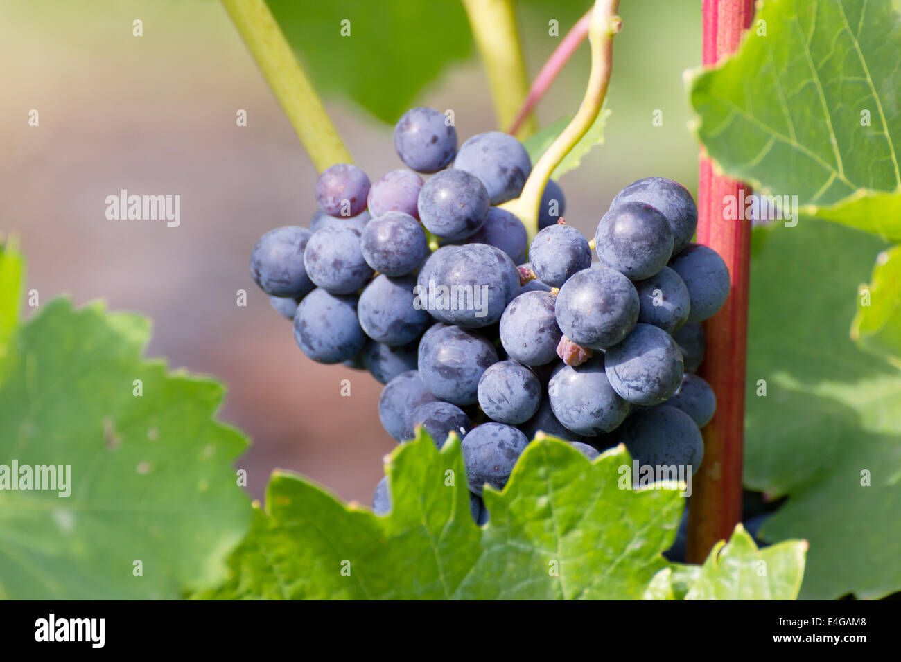 Grape bunch hi-res stock photography and images - Alamy