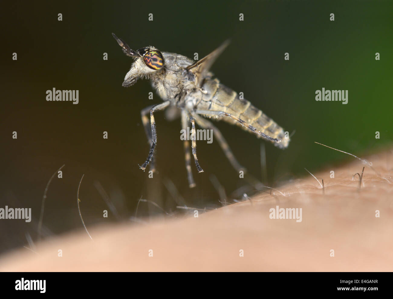 Cleg-fly - Haematopota pluvialis Stock Photo - Alamy