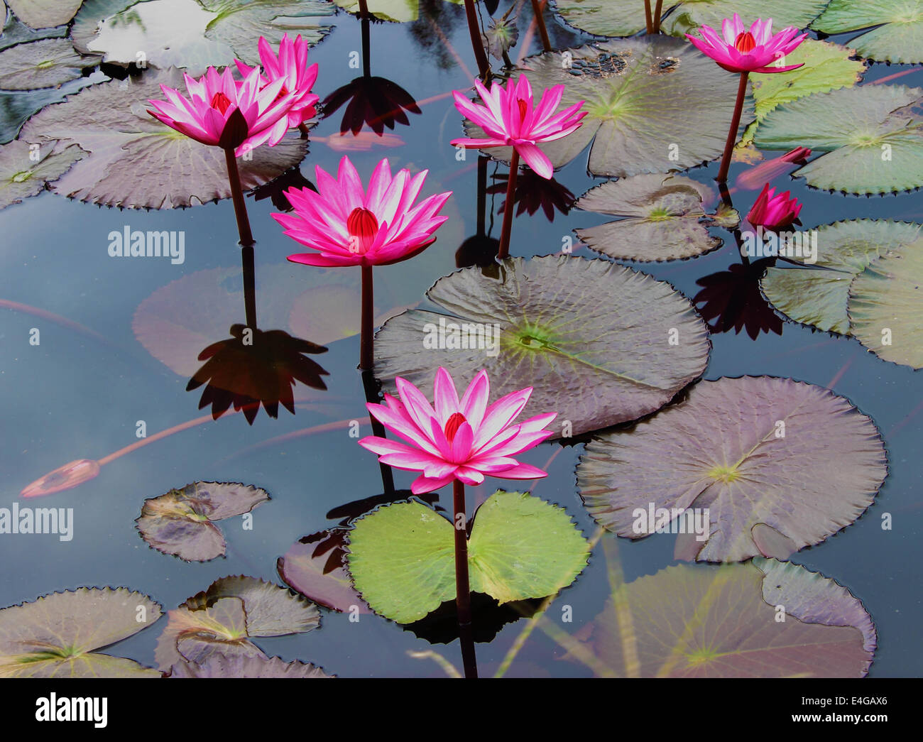 Pink Lotus on the River Stock Photo - Alamy